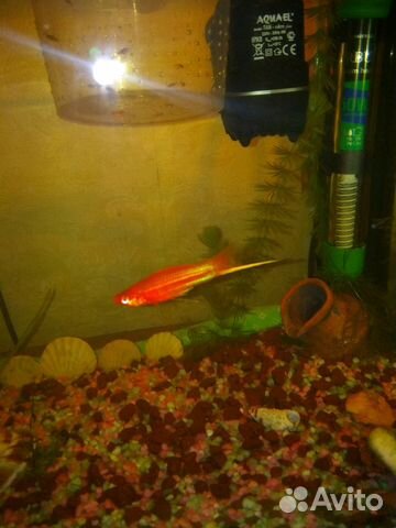 Рыба меченосцы красные