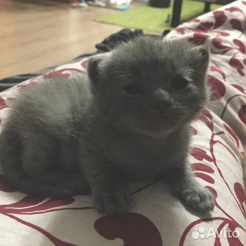 Котёнок-мальчик,вислоухий