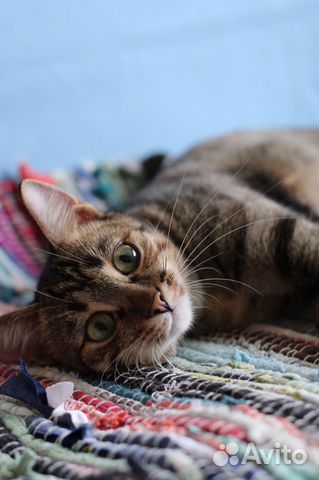 Домашний ласковый котёнок-тигрёнок в дар