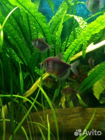 Скалярия и другие