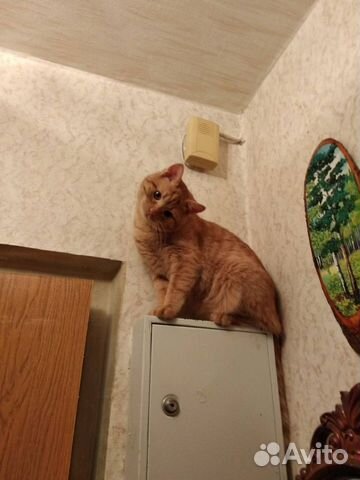 Отдам кота 9 месяцев