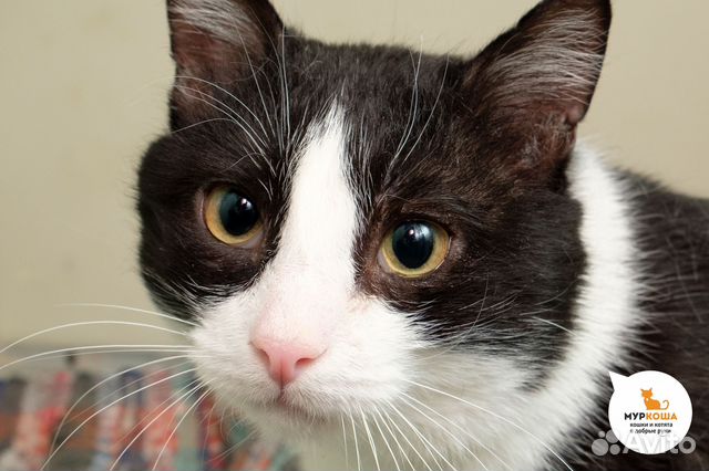 Кот Вилли верит в судьбоносную встречу