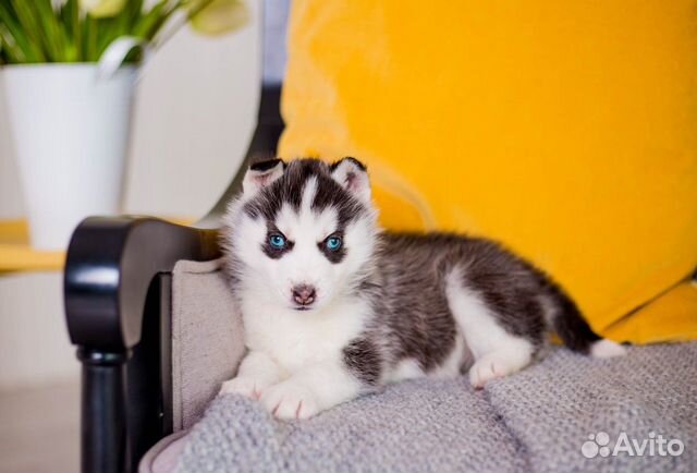 Девочка Ласкушка Красотка