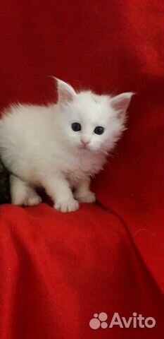 Снежный барс-мейнкун