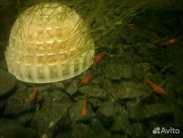 Креветка вишня " скрещенная "