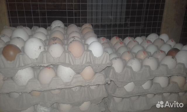Инкубационное яйцо породистой птицы