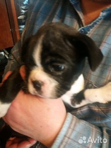 Французский бульдог