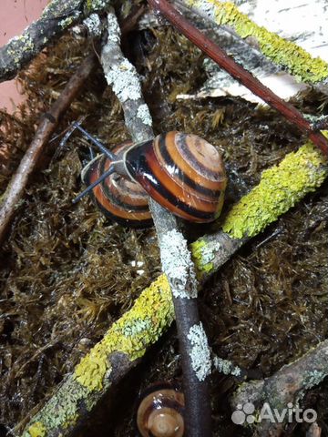 Караколусы