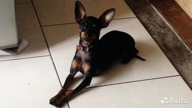 Вязка, Той-терьер