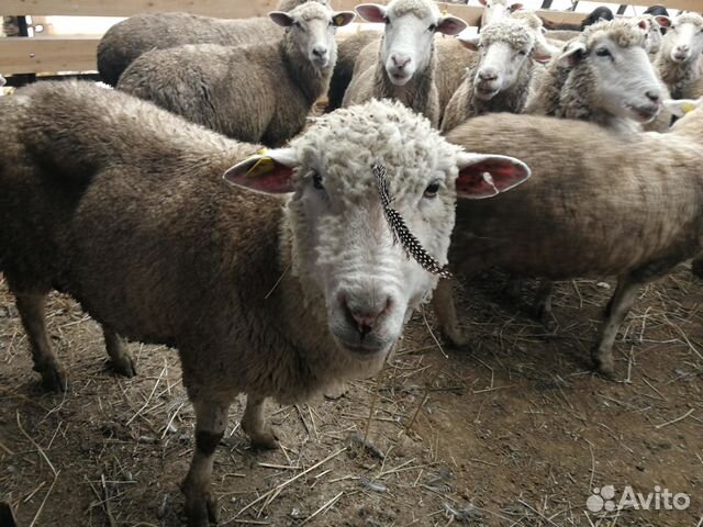 Куйбышевские бараны, овцы, ярки