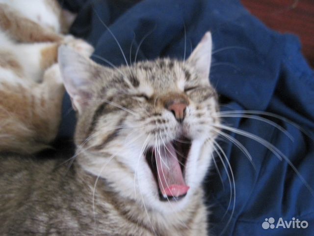 Очень ласковая девочка в поисках дома