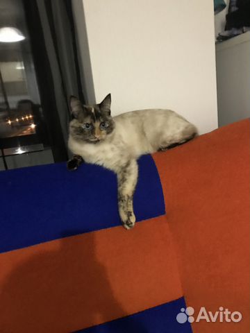 Кошка, очень хорошая