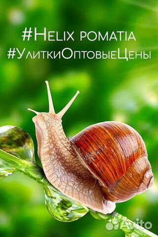 Виноградные улитки (Helix pomatia)