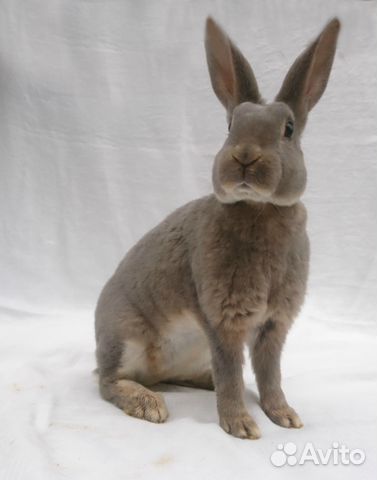 Калифорния, Новозеландский белый, Рексы