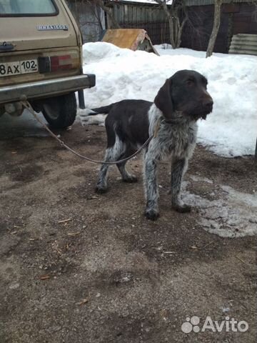 Охотничья собака - Дратхаар