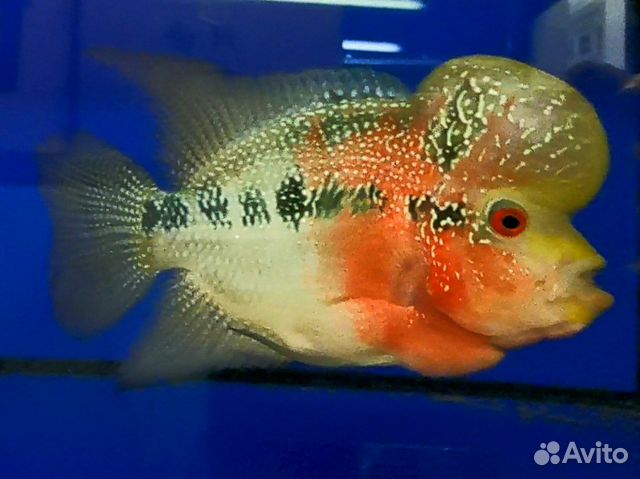 Flower Horn Super Red Dragon