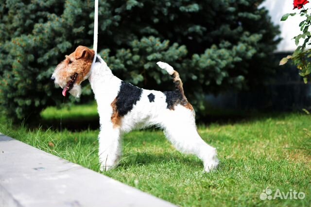 Жёстики Фоксики