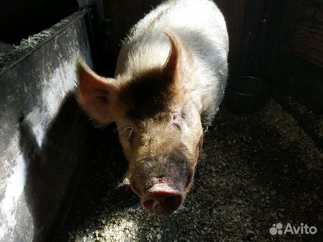 Хряк производитель