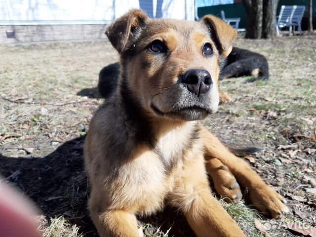 Верный мальчишка 3 месяца