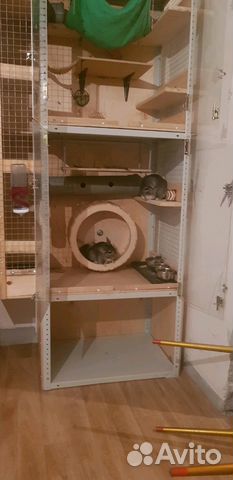 Витрина С шиншиллами