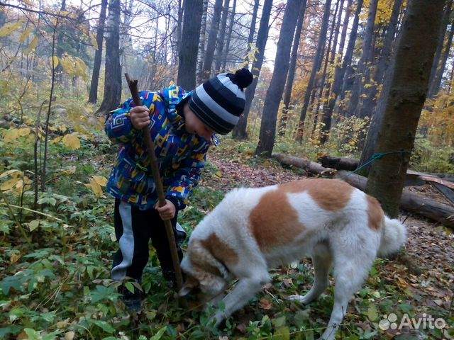 Продаются щенки зсл