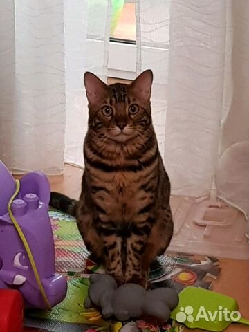 Отдам бенгала