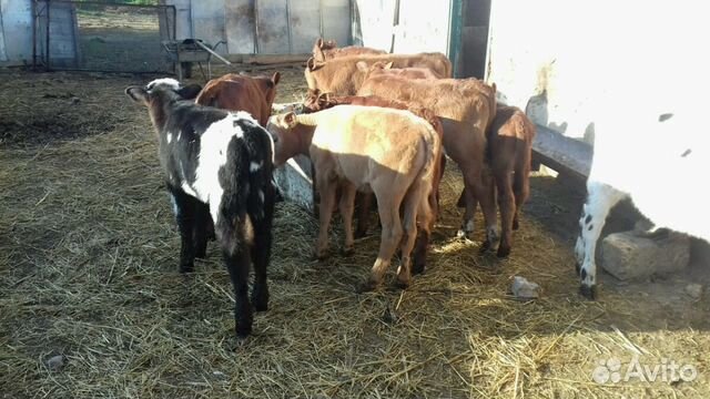 Продаю телята 5 бычков 4 тёлки