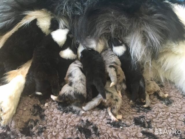 Щеночки колли