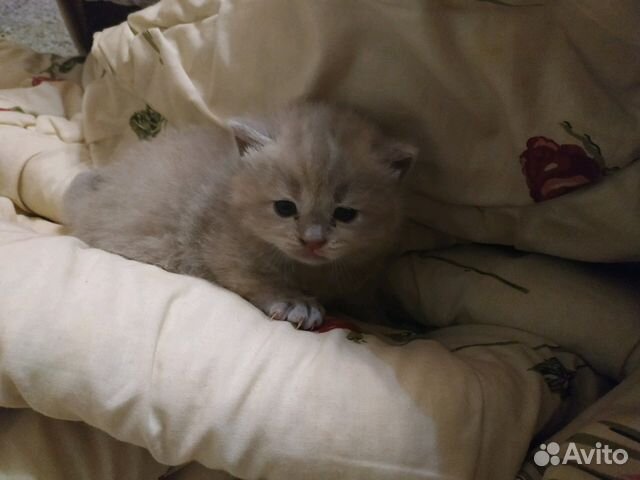 Продам шотландских котяток