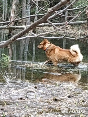 Щенок корело-финской лайки