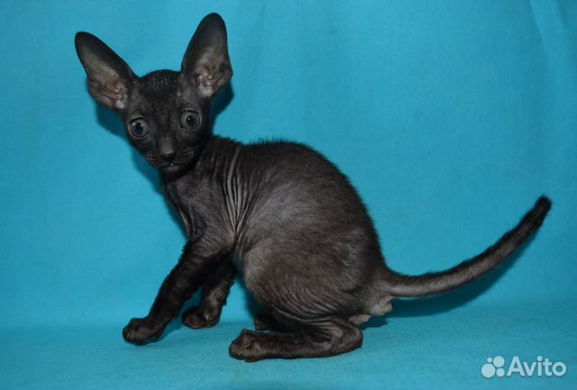 Корниш рекс элитные котята