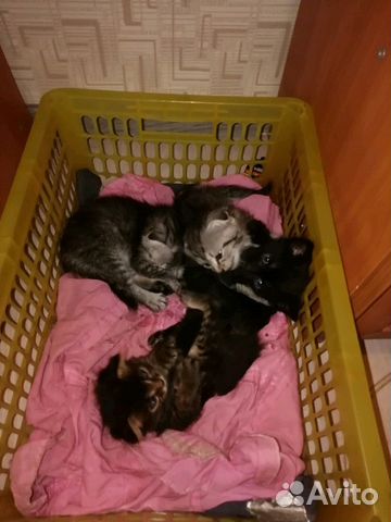 Веслоухие котята