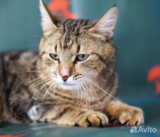 Молоденький котик Васька ищет любящего хозяина