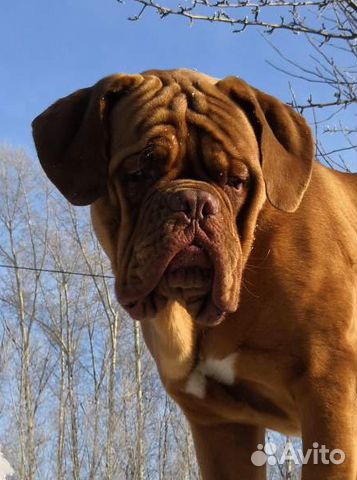 Бордоский дог