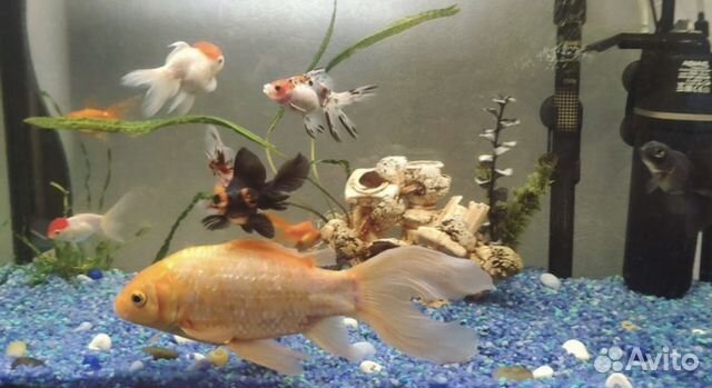 Золотая рыбка