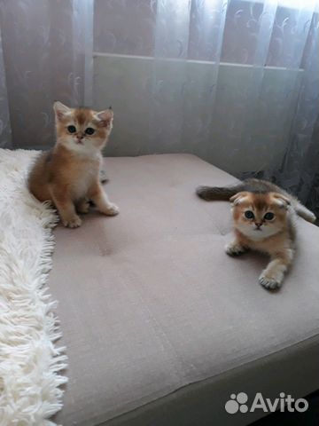 Британские котики