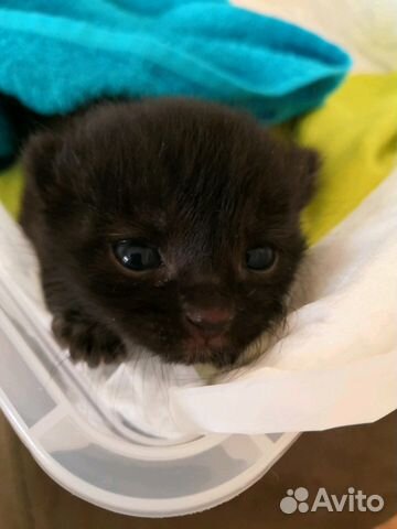 Кроха котенок