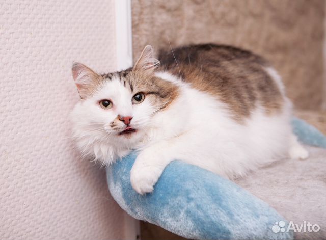 Кошечка Эмили