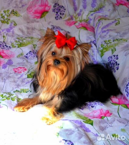 Самая обоятельная и превлекательная