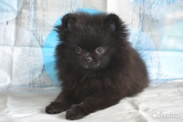 Красотка Бейлис)