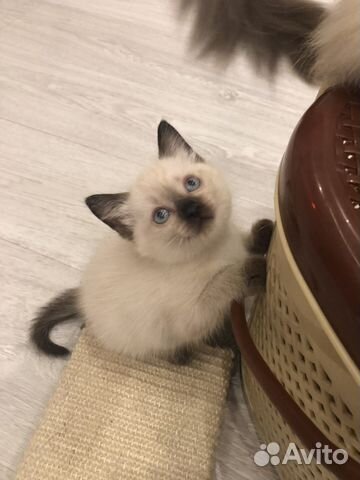 Тайские котята