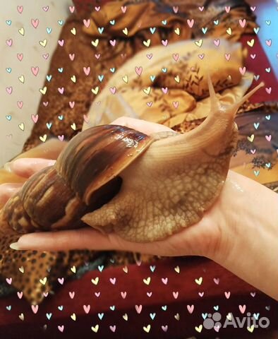 Улитки ахитины