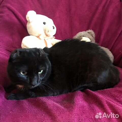 Кот Пьер ищет новый дом