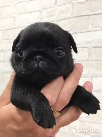 Щенки мопса