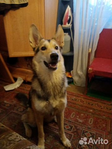 Собака, джесика