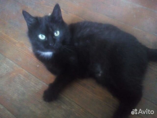 Черная кошечка Плюша 1год стерилизованная домашняя