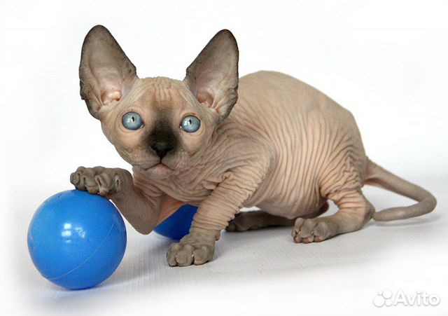 Сфинкс это утром прищуренные глазки)