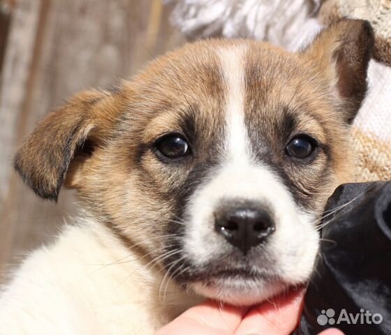 Малышка Сонечка-комочек любви и доброты