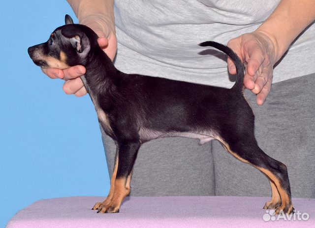 Щенок тойчика