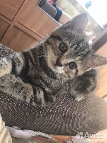 Шотландский котёнок